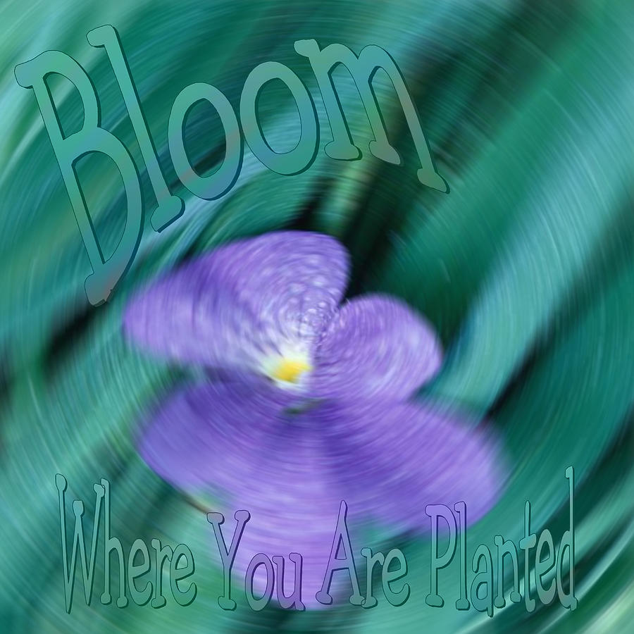 Bloom Photograph by Daryl Macintyre - Fine Art America