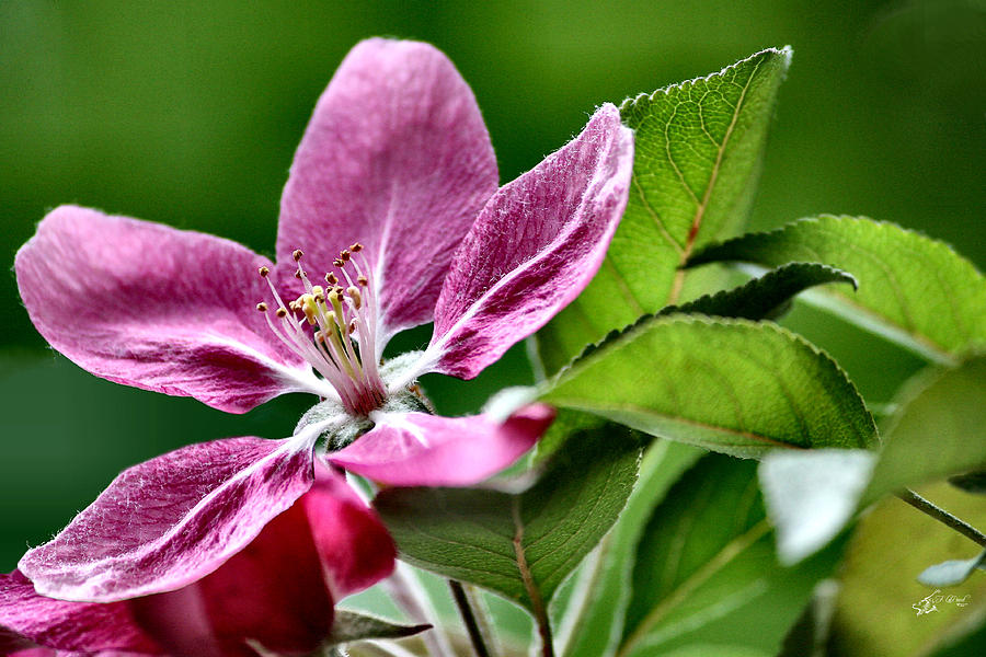 Blossoming Spring Photograph by Fred LaPoint | Fine Art America