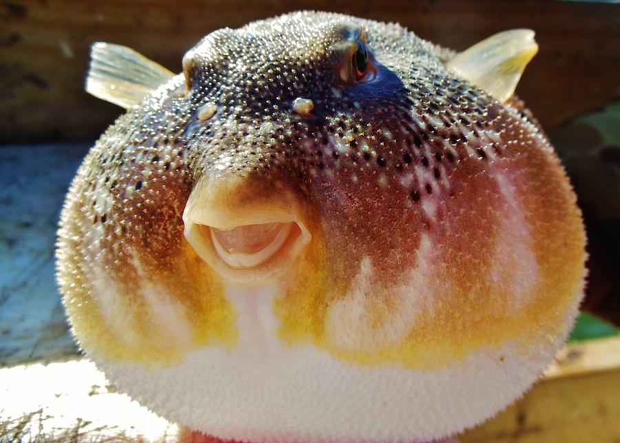Blow Toad Puffer 1 10/26 Photograph by Mark Lemmon - Pixels