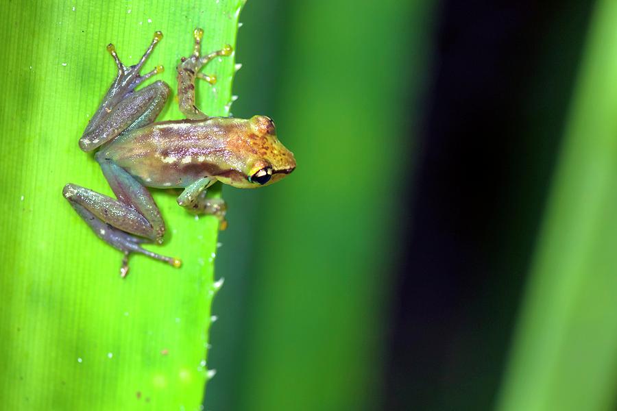 Blue Back Reed Frog by Science Photo Library
