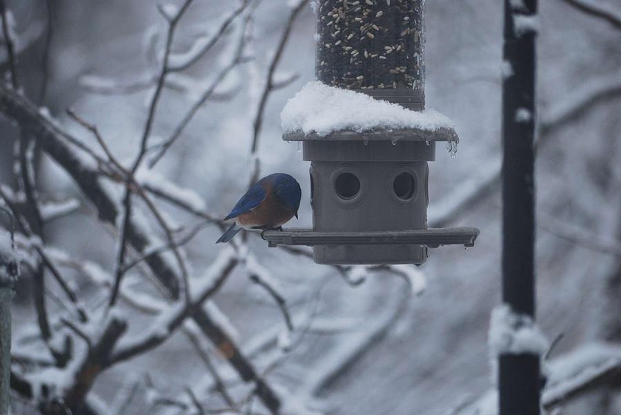 Blue Bird Snow Photograph by Eric Armstrong - Fine Art America