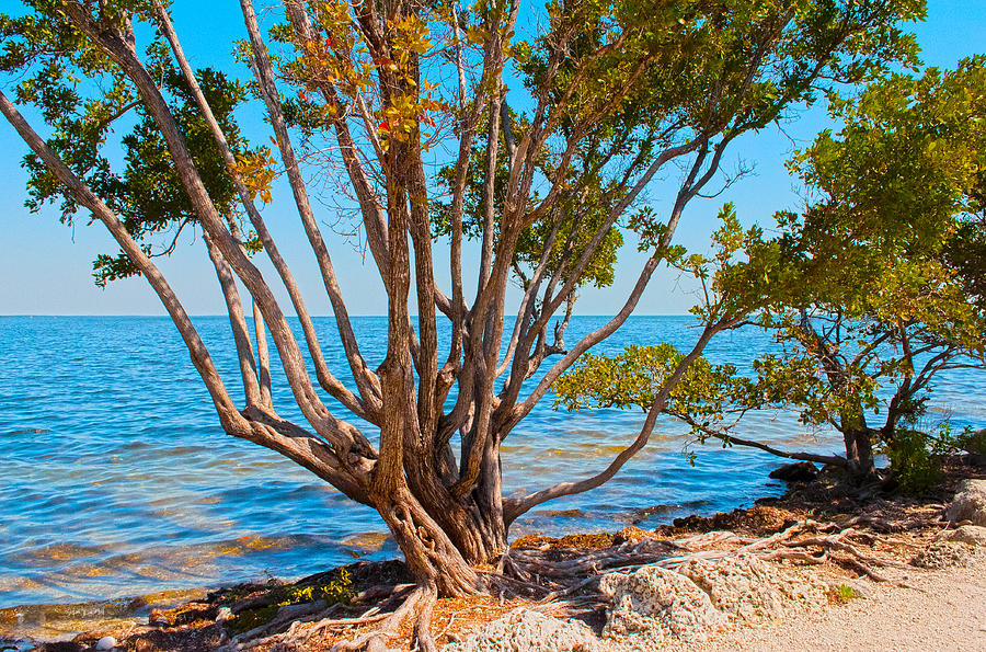 Blue Biscayne Photograph by Gregory Everts - Fine Art America
