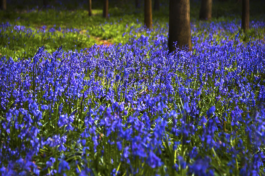Blue Blue Bells Photograph by Svetlana Sewell - Fine Art America