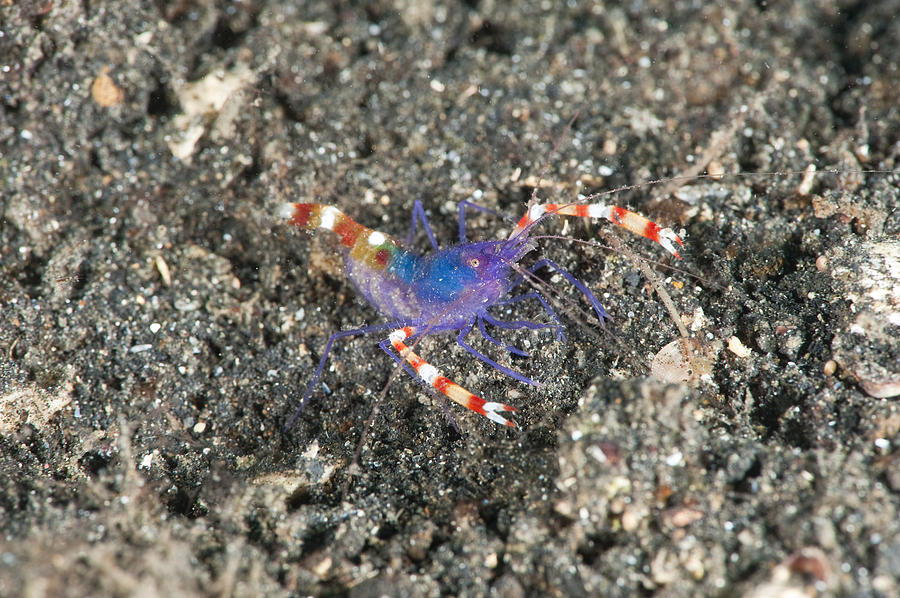 Blue Boxer Shrimp Photograph by Andrew J. Martinez - Fine Art America