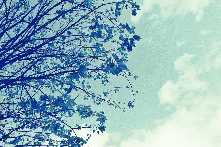 Blue Branches Photograph by Cathie Tyler - Fine Art America