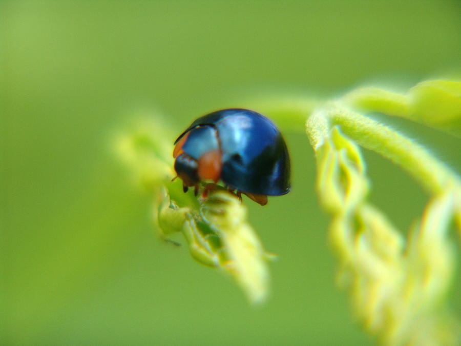 Blue Bugs Photograph by Jerilyn Chevalier - Pixels