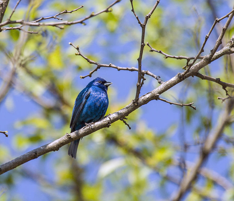 Blue Bunting Photograph by David Lester | Fine Art America