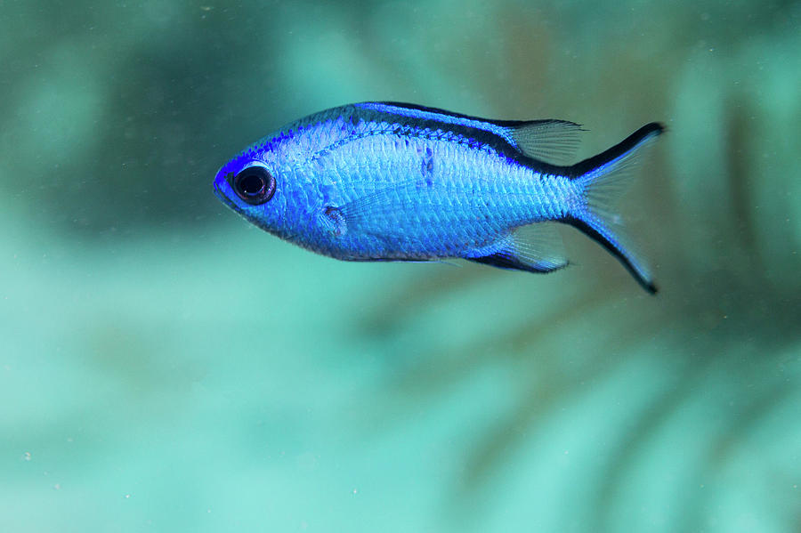 Blue Chromis Photograph by Science Photo Library - Fine Art America