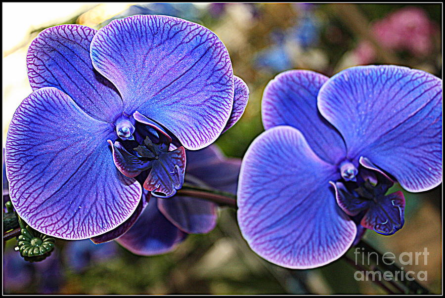 Blue Diamond Orchids Photograph by Dora Sofia Caputo | Fine Art America