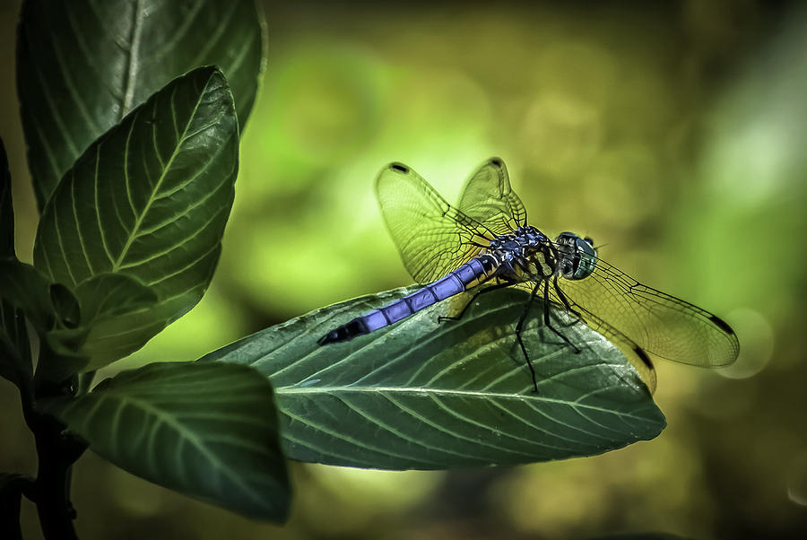 Blue Dragon Photograph by Gary McDaniel - Fine Art America