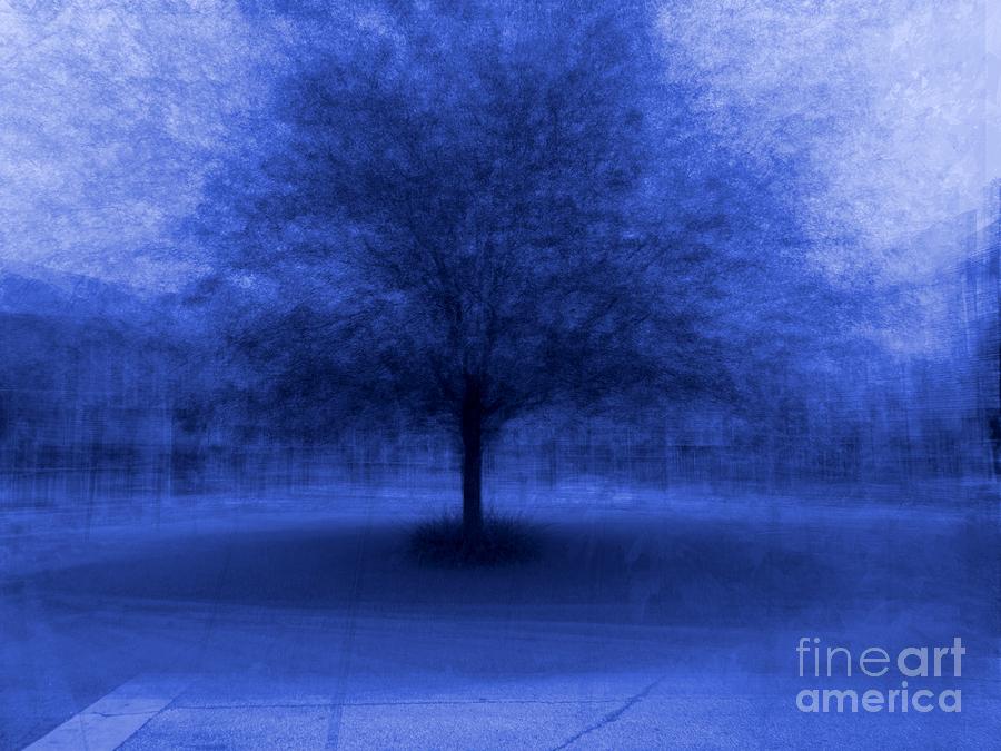 Blue Dream Tree Photograph by John Scott - Pixels