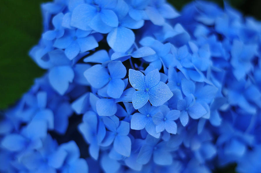 Blue Hydrangea Photograph by David Champigny - Fine Art America