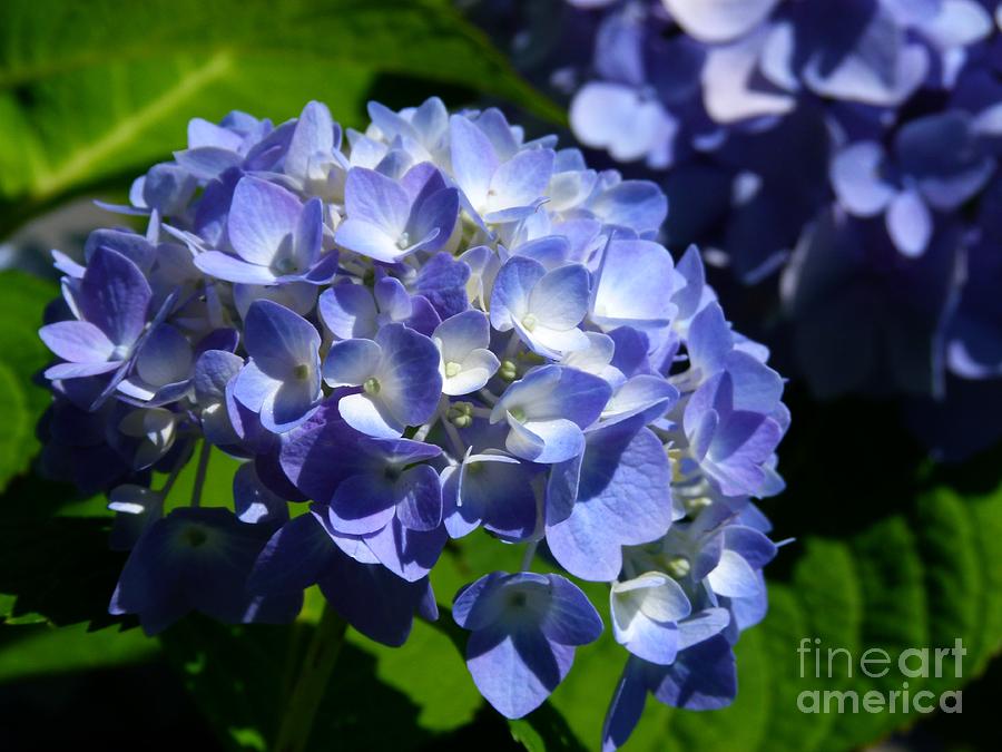 Blue Hydrangea Flowers Photograph by Christine Stack - Fine Art America