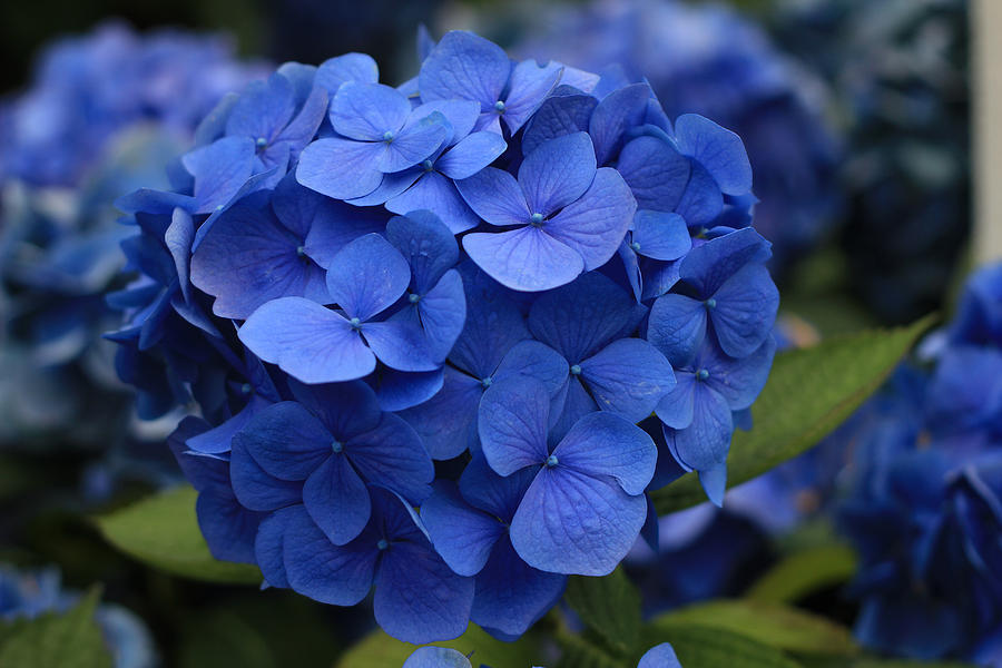 Blue Hydrangea Photograph by Robert Curtis - Fine Art America