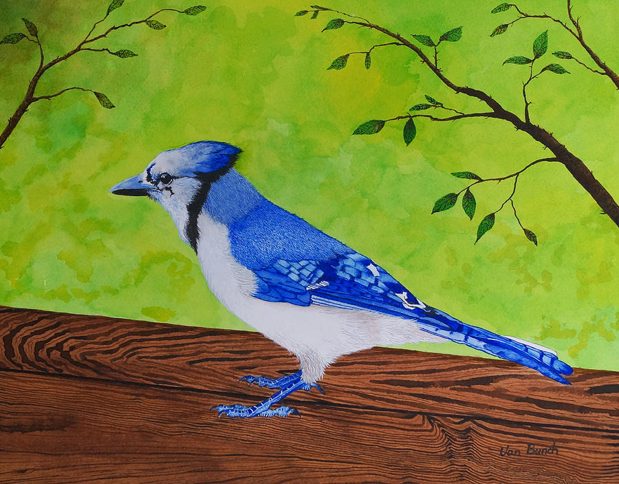 Blue Jay Painting by Van Bunch - Fine Art America
