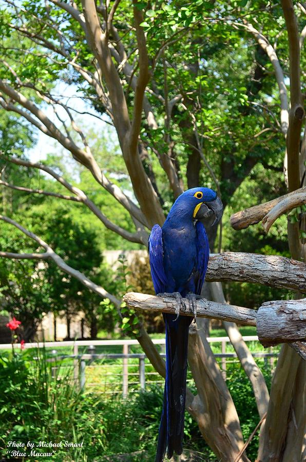 Blue Macaw Photograph by Michael Smart - Fine Art America
