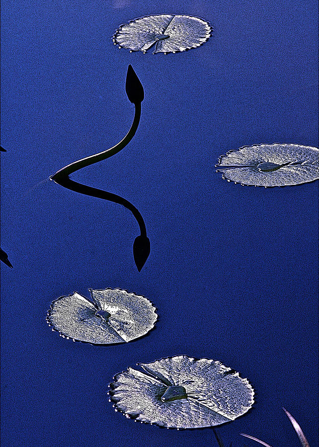 Blue Reflection Photograph by Alan Olansky | Fine Art America