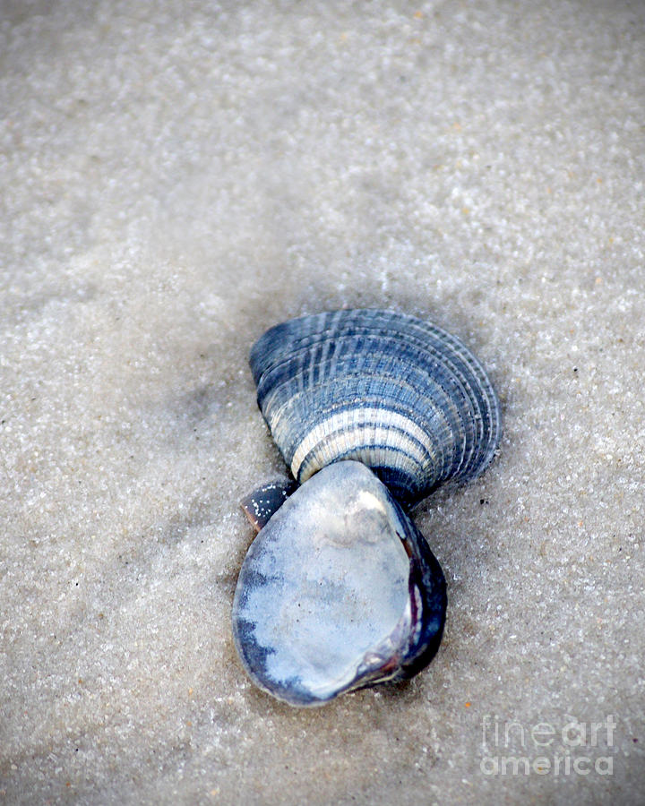 Blue Seashells Photograph by Liz Masoner