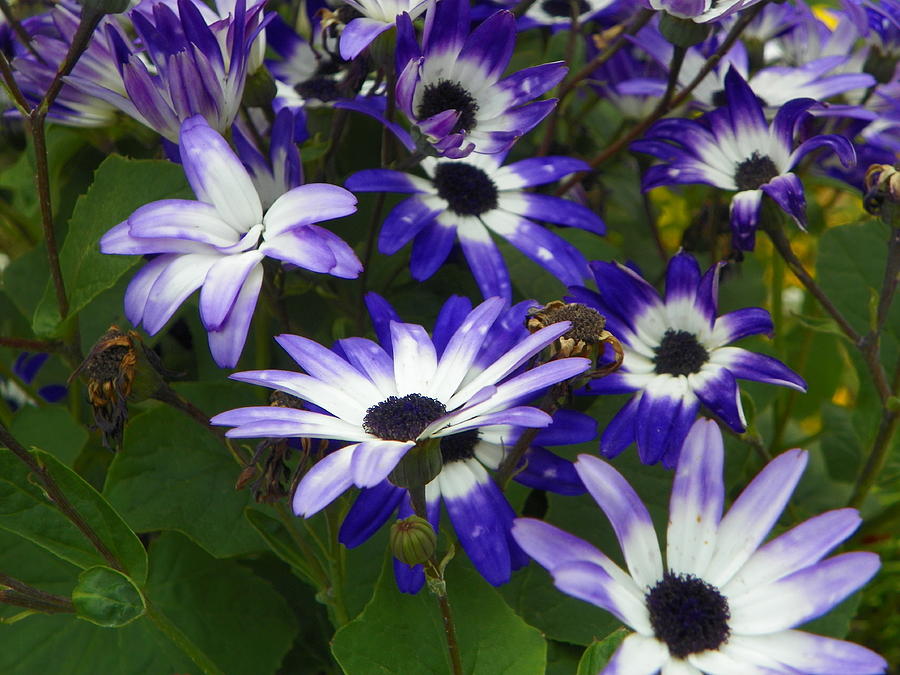 Blue Spring Photograph by Steven Schroll - Fine Art America
