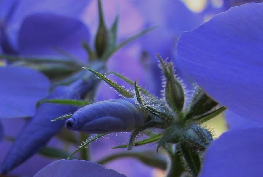 Blue Violet Photograph by Ashley Patterson - Fine Art America