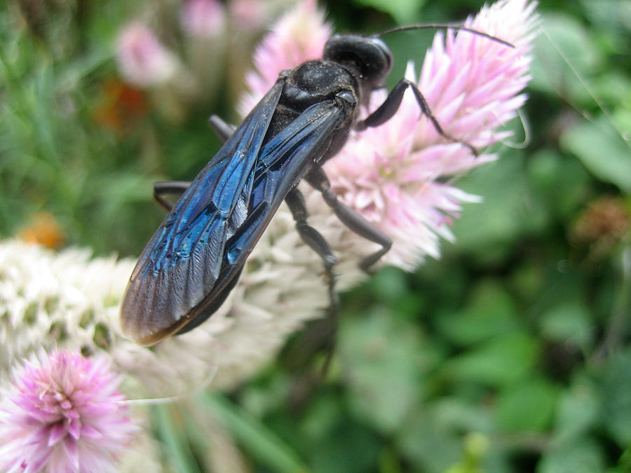 Blue Wasp Photograph by Ryan Kaufman | Fine Art America