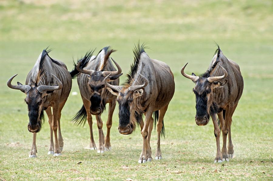 Blue wildebeest Photograph by Science Photo Library - Pixels