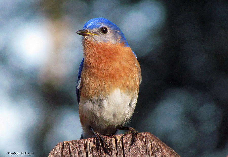 Bluebird Beauty Photograph by Trisha Pierce - Fine Art America
