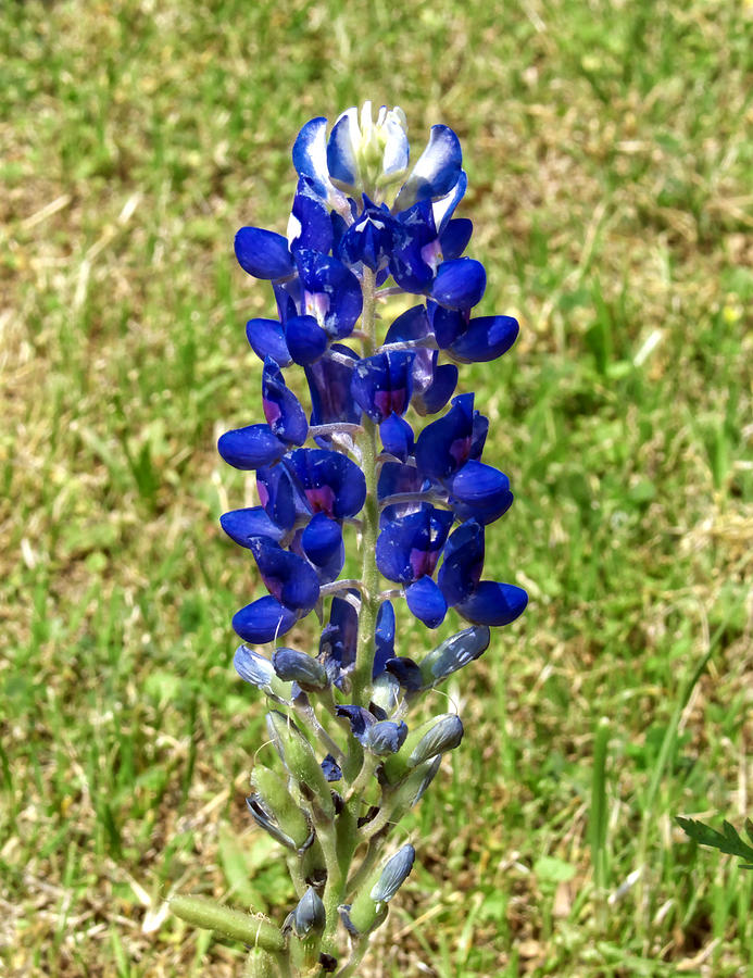 Bluebonnette Photograph by Robert Brown | Fine Art America