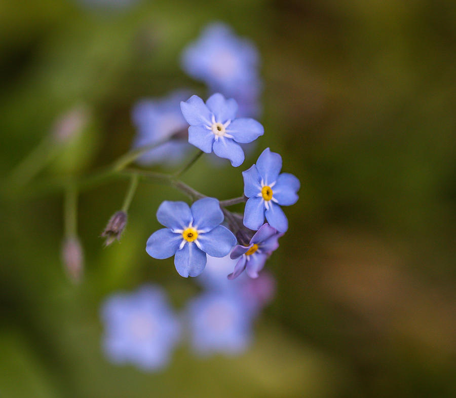 Bluets Photograph by Jane Luxton - Fine Art America