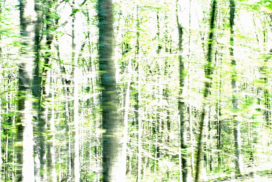 Blurred Trees Spring-2 Photograph by Libby Saunders - Fine Art America