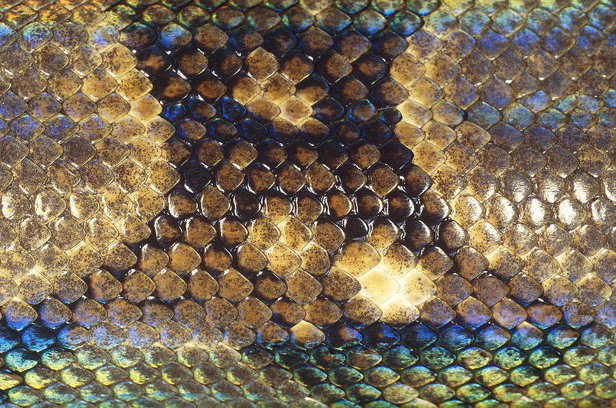 Boa Constrictor Scales Photograph by Simon D. Pollard