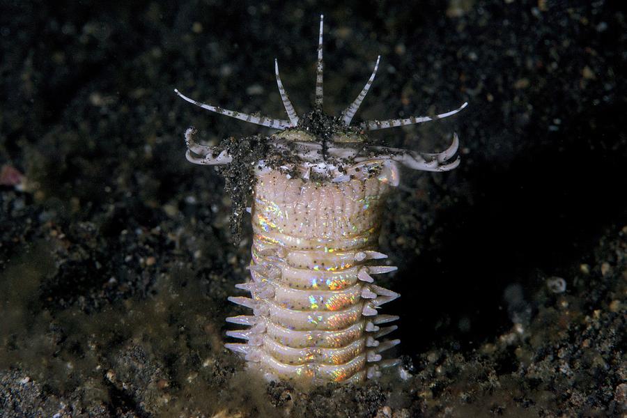 Bobbit Worm by Louise Murray / Science Photo Library