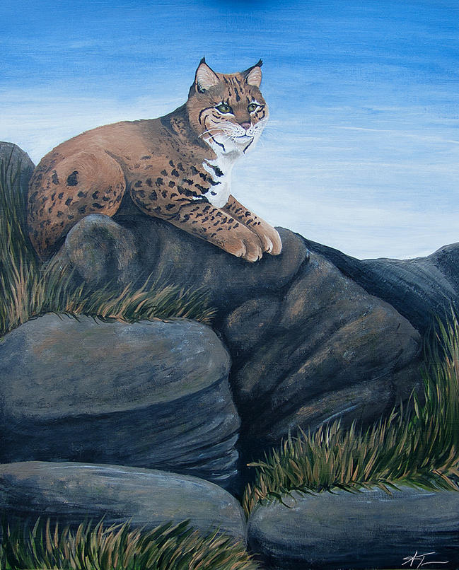 Bobcat Painting by Anna Tipton - Fine Art America
