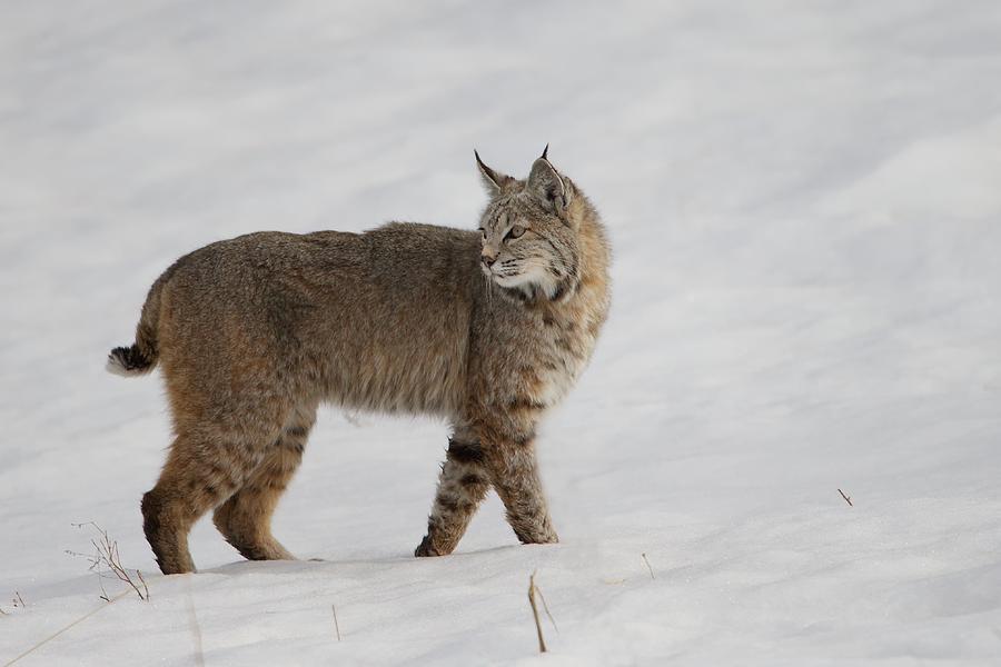 Bobcat Glances Back Photograph by Christopher Brookhart - Fine Art America