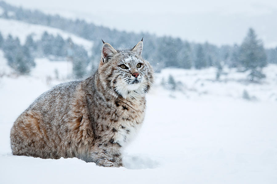 Bobcat in Snow Photograph by Nelson Rodriguez - Fine Art America