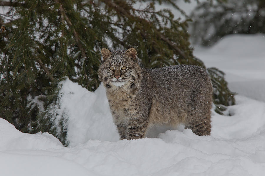 Bobcat in the Snow Photograph by Chris Montano Jr