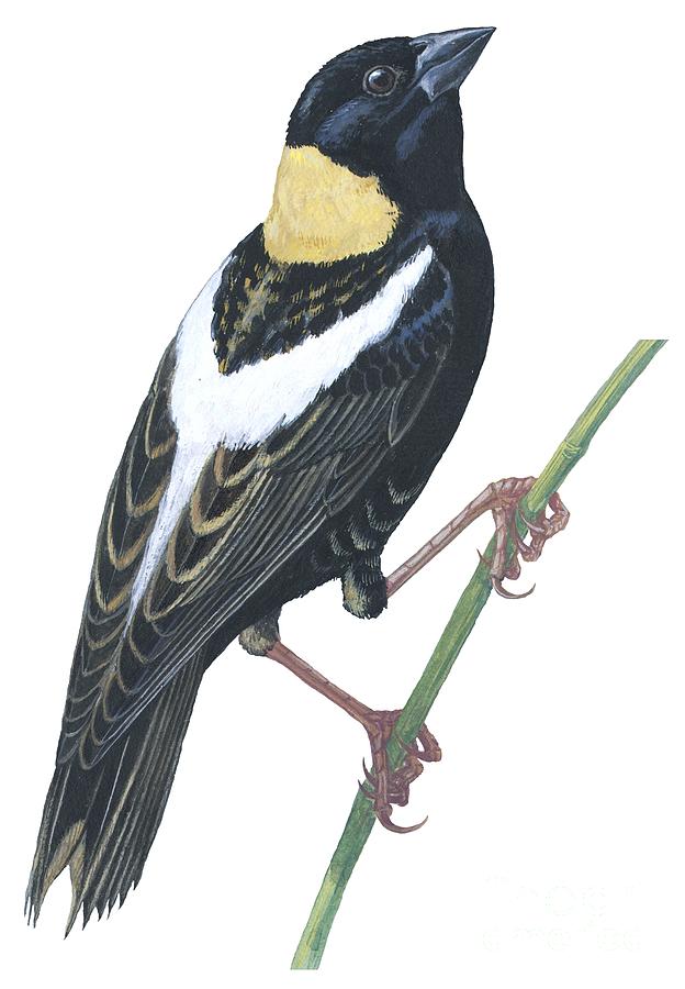 Bobolink Drawing by Anonymous - Fine Art America