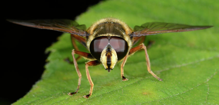 Bog Hoverfly by Science Photo Library
