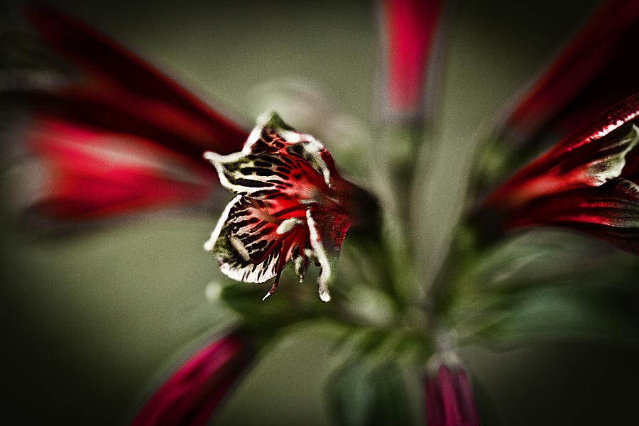 Bold Photograph by DW Scalf - Fine Art America