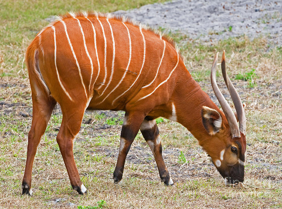 Bongo Photograph by Millard H. Sharp - Fine Art America