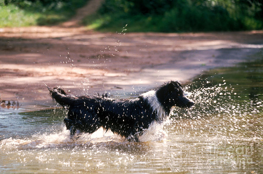 Border Collie Photograph by Herbert Schwind - Fine Art America