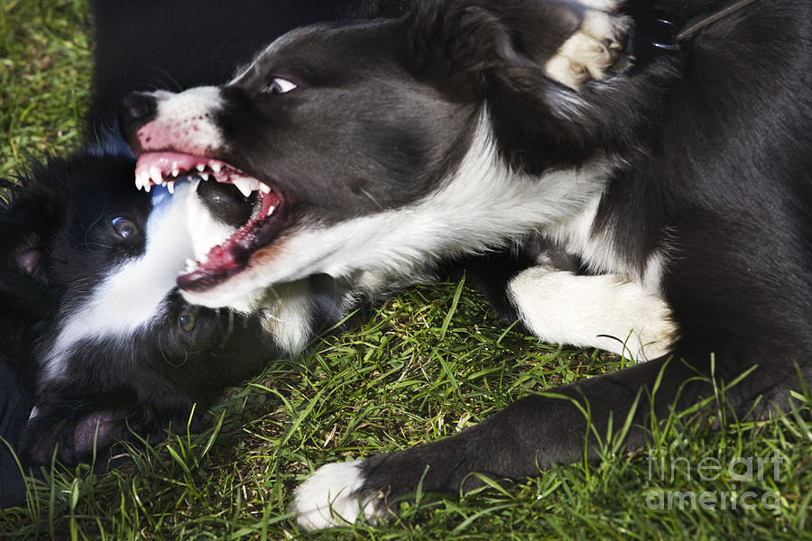 Border Collies Playing Photograph by Johan De Meester - Fine Art America