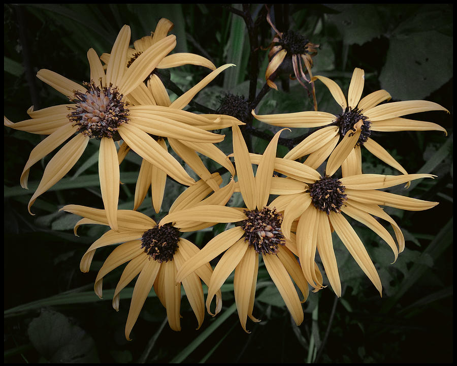 Botanica #2 Photograph by Dmitry Minein - Fine Art America