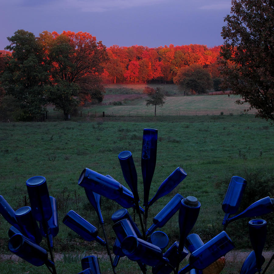 BottleTree Photograph by James Ware | Fine Art America