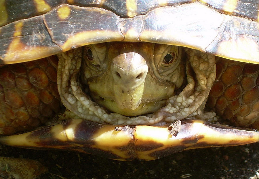 Box Turtle Photograph by Dave White - Fine Art America