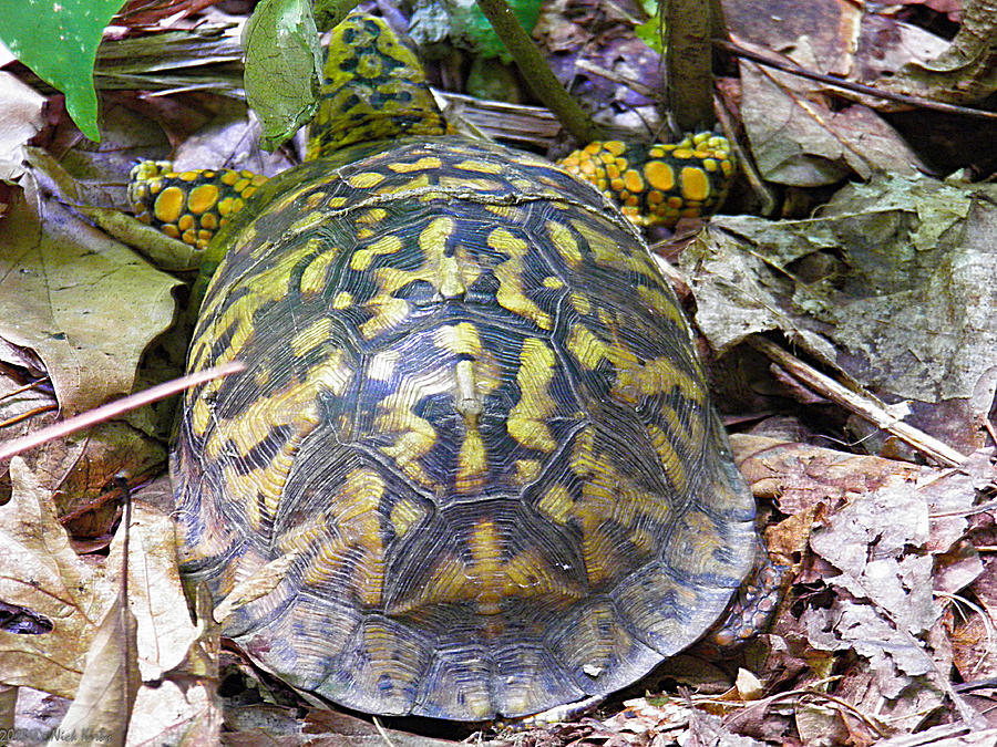 Box Turtle Photograph by Nick Kirby - Pixels