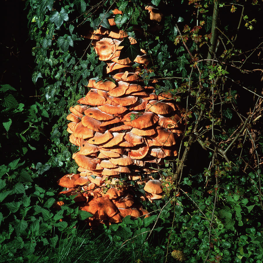 Bracket Fungi by Science Photo Library
