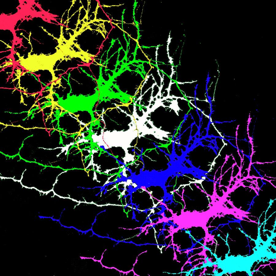 Brain Activity by Science Photo Library