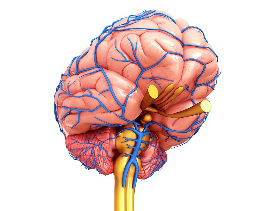 Brain Veins by Science Photo Library