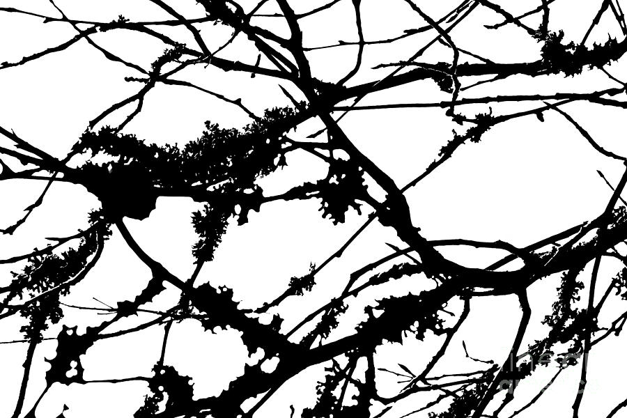 Branches Photograph by Jari Hindstroem - Fine Art America